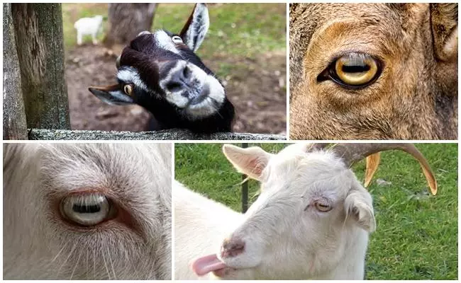 Eyes goat