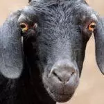 Goat's eyes: Building and features of pupils, pros and cons, diseases 7316_11