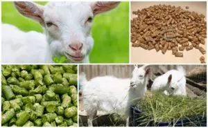 Composizione del mangime per capre e le regole di cucinare con le loro mani, stoccaggio