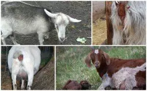 Causes of goat sequels after a caulation and methods of treatment, prevention