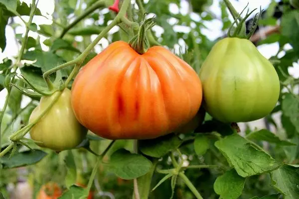 Tomaten an engem Treibhause