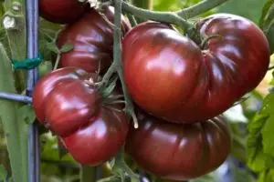 Descrizione del bisonte di pomodoro Black e delle sue caratteristiche