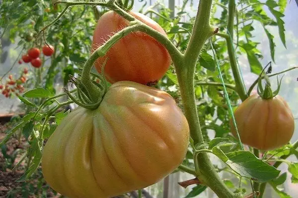 Tomates nobles