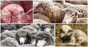 Symptoms and signs of price of sheep, methods of treatment and prevention