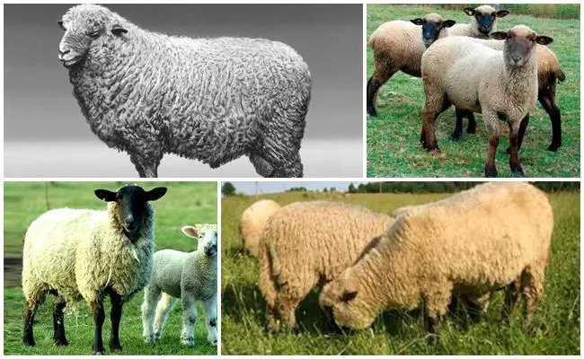 Gorky plemeno ovce