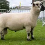 Gorky breed of sheep: description and characteristics, content rules 7325_4