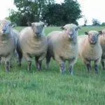 Gorky breed of sheep: description and characteristics, content rules 7325_5