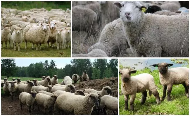 Gorky breed sheep