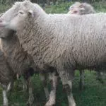 Gorky breed of sheep: description and characteristics, content rules 7325_7