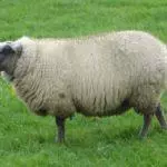 Gorky breed of sheep: description and characteristics, content rules 7325_8