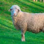 Gorky breed of sheep: description and characteristics, content rules 7325_9