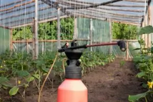 The use of boric acid for spraying and feeding cucumbers
