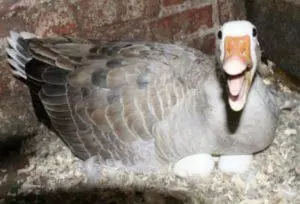 Колико дана гусака седи на јајима пре извлачења пилића и шта утиче на време