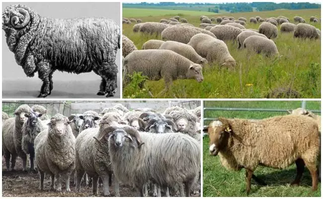 Kaukāza šķirnes aitas