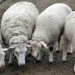 Kaukāza aitu šķirne: apraksts un īpašības, satura funkcijas 7332_3