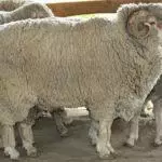 Rasa caucaziană de oi: descrierea și caracteristicile, caracteristicile conținutului 7332_4