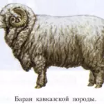 Kaukāza aitu šķirne: apraksts un īpašības, satura funkcijas 7332_5