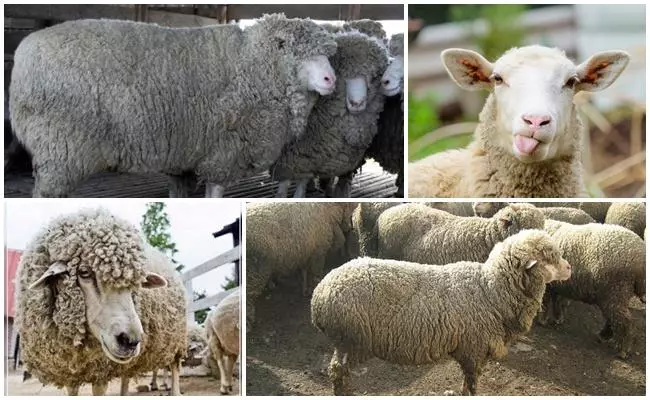 Kaukāza šķirnes aitas