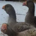 Africa Geese: paghulagway sa lahi ug mga kinaiya, mga lagda sa sulud 7335_6