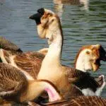 Geese Afrika: Katrangan saka jenis lan ciri, aturan konten 7335_8