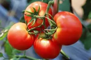 De beste typer tomater for Vologda-regionen