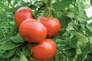 As variedades mais aceitáveis ​​de tomates para crescer em Donetsk Kharkov e Lugansk Region