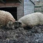 Ibrido del maiale e delle pecore: caratteristiche di razza, cura del mangalitz e manutenzione 7341_10