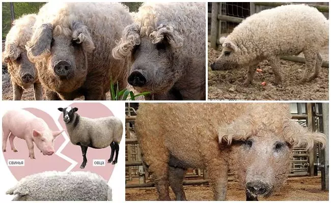 Ibrido di maiali e pecore