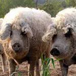 Ibrido del maiale e delle pecore: caratteristiche di razza, cura del mangalitz e manutenzione 7341_8