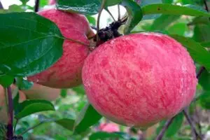 Beschrijving van de Baltische Apple-kwaliteit, groeiende regio's en ziektebestendigheid