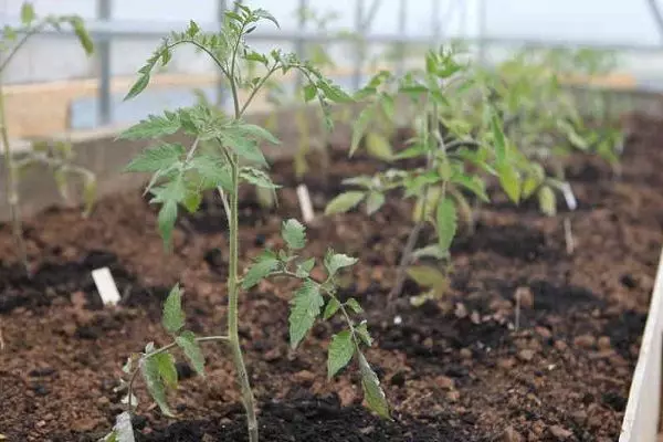 Spruiten van tomaten