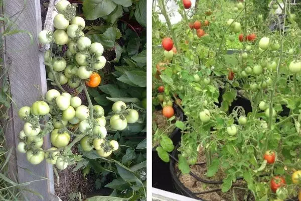 Verdaj tomatoj