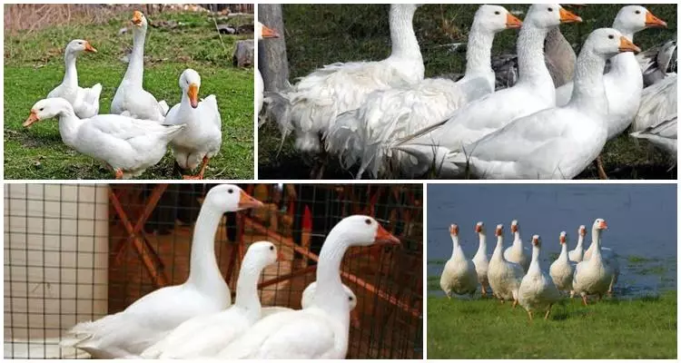 Gungary geese