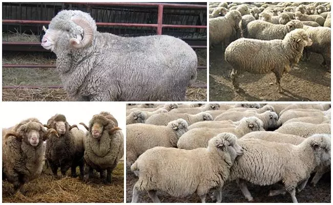 askani品種綿羊