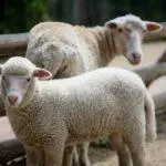 آنسیانی بھیڑوں کی نسل: تفصیل اور خصوصیات، مواد کے قوانین 7348_2