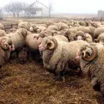 Askani Breed of Sheep: Beskrivning och egenskaper, innehållsregler 7348_3