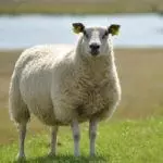 Askani Raza de ovellas: descrición e características, regras de contido 7348_4