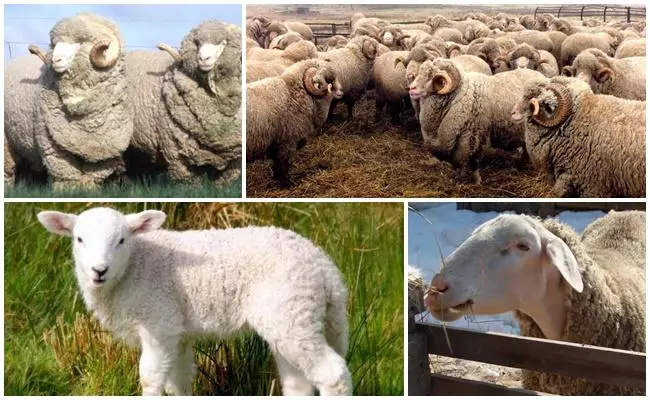 Askani Breed Sheep.