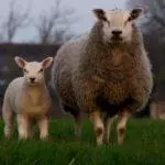 Breed Breed ຂອງ Sheep: ລາຍລະອຽດແລະຄຸນລັກສະນະ, ກົດລະບຽບເນື້ອຫາ 7348_7