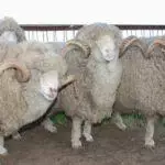 Plemeno Askani oviec: Popis a charakteristiky, pravidlá obsahu 7348_8