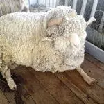 Askani Raza de ovellas: descrición e características, regras de contido 7348_9