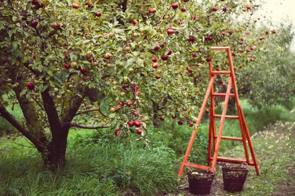 Дрво јабуке у башти
