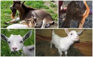 Possible causes of diarrhea in the goat, treatment methods and methods of prevention