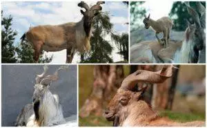Deskripsi dan di mana mereka hidup menunjukkan kambing, status dan posisi di alam