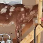 Апарат за молзење за кози со свои раце: инструкции дома 7352_3