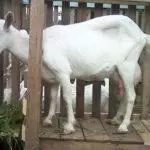 Апарат за молзење за кози со свои раце: инструкции дома 7352_8