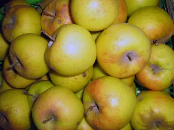 Cây táo Zarya Alatau: Mô tả và đặc điểm của giống, năng suất và độ cứng mùa đông