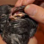 Trichomonosis sa mga pigeons: Mga sanhi at sintomas, paghahanda para sa paggamot, pag-iwas 7358_1