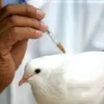 Trichomonose in Tauben: Ursachen und Symptome, Vorbereitungen zur Behandlung, Prävention 7358_6