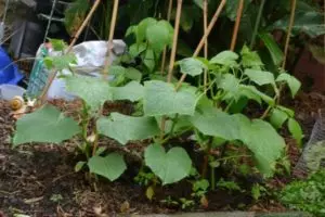 Segredos de Crescimento, Agricultura e Cuidado do Pepino no solo aberto
